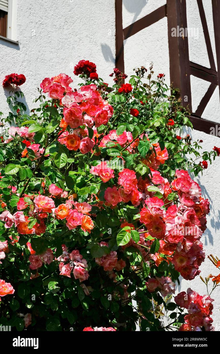 Beautiful garden in summer, roses, Baden-Wuerttemberg, Germany Stock ...