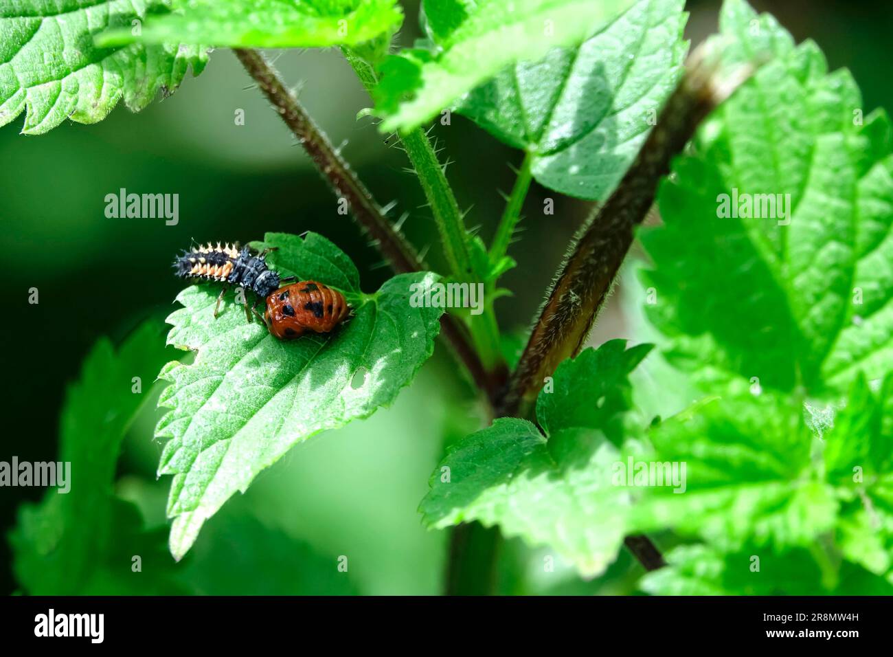 Ladybug coccinellidae larva germany hi-res stock photography and images ...