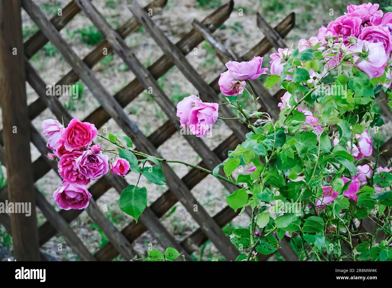 Beautiful garden in summer, roses and hunter's fence, Baden ...