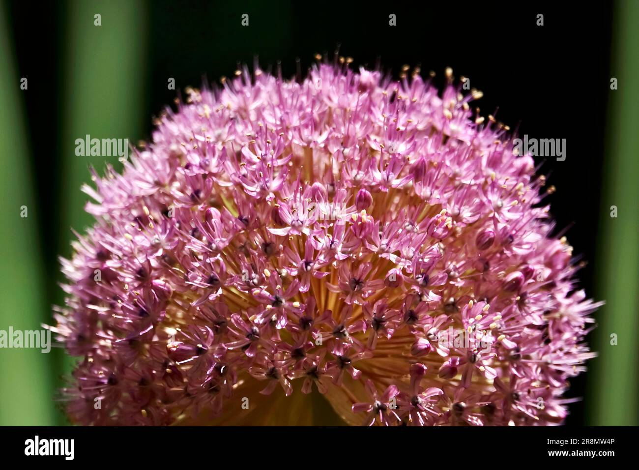 Ornamental garlic (Allium), June, Germany Stock Photo - Alamy
