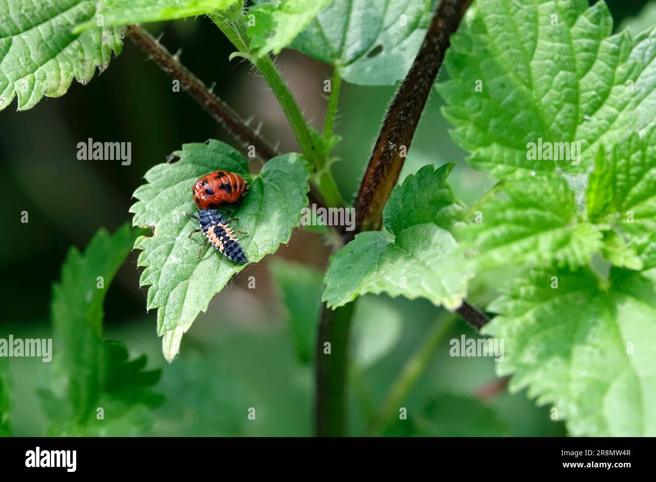 Ladybug coccinellidae larva germany hi-res stock photography and images ...