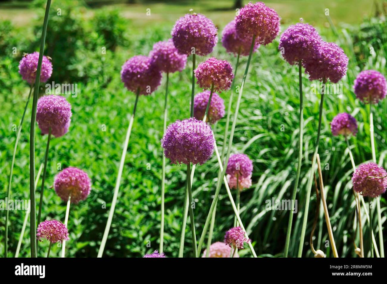 Ornamental garlic (Allium), June, Germany Stock Photo - Alamy