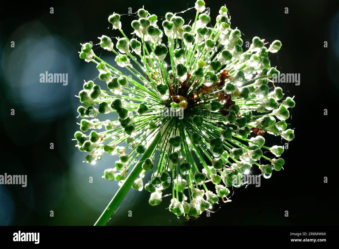 Ornamental garlic (Allium), June, Germany Stock Photo - Alamy