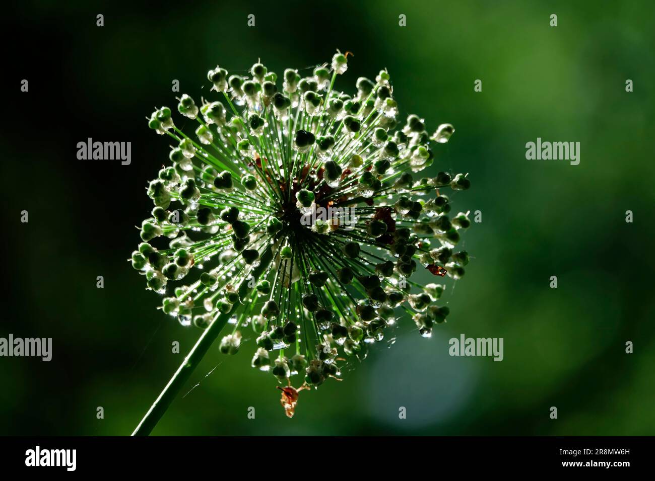 Ornamental garlic (Allium), June, Germany Stock Photo - Alamy