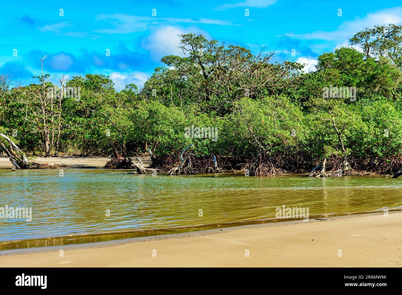 Beach and the mangrove swamp with its trees and roots sprouting from ...