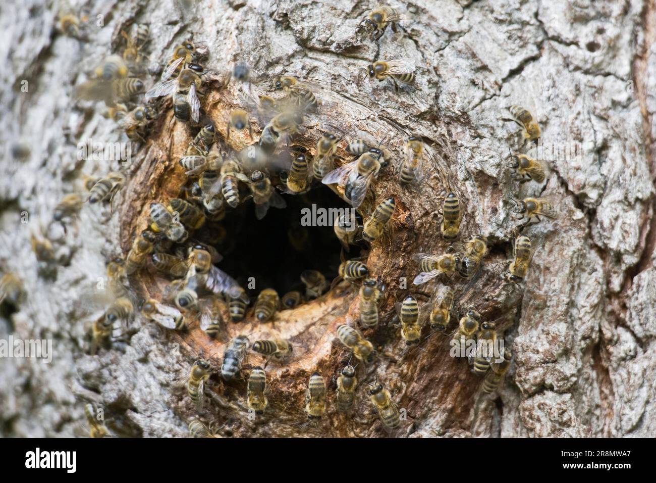 Honey bees (Apis mellifera) in natural nesting cavity, woodpecker ...