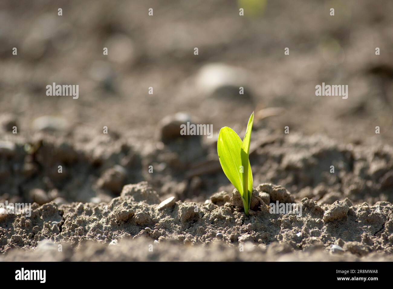 Maize bud hi-res stock photography and images - Alamy