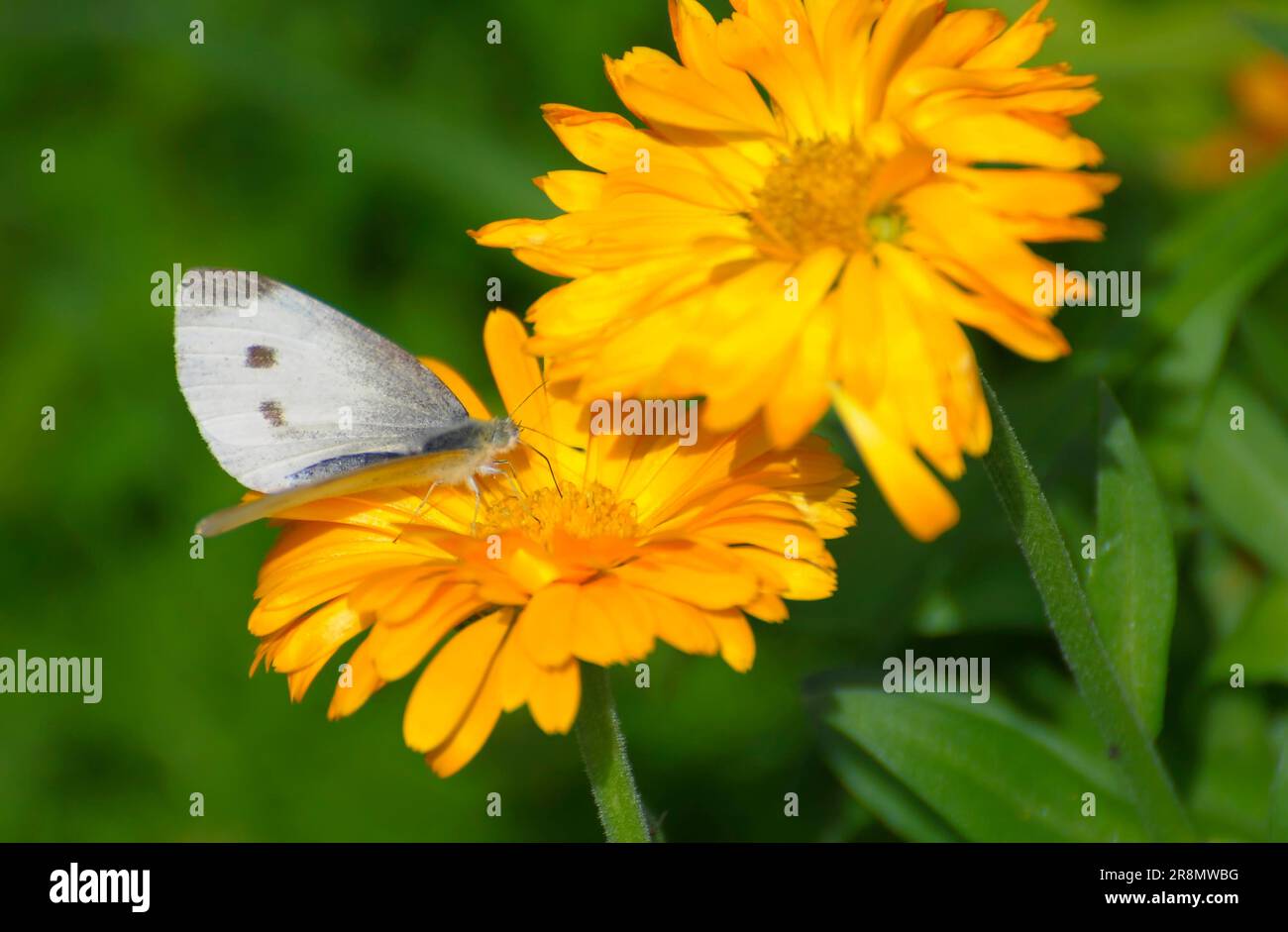 Small pierid butterfly hi-res stock photography and images - Alamy