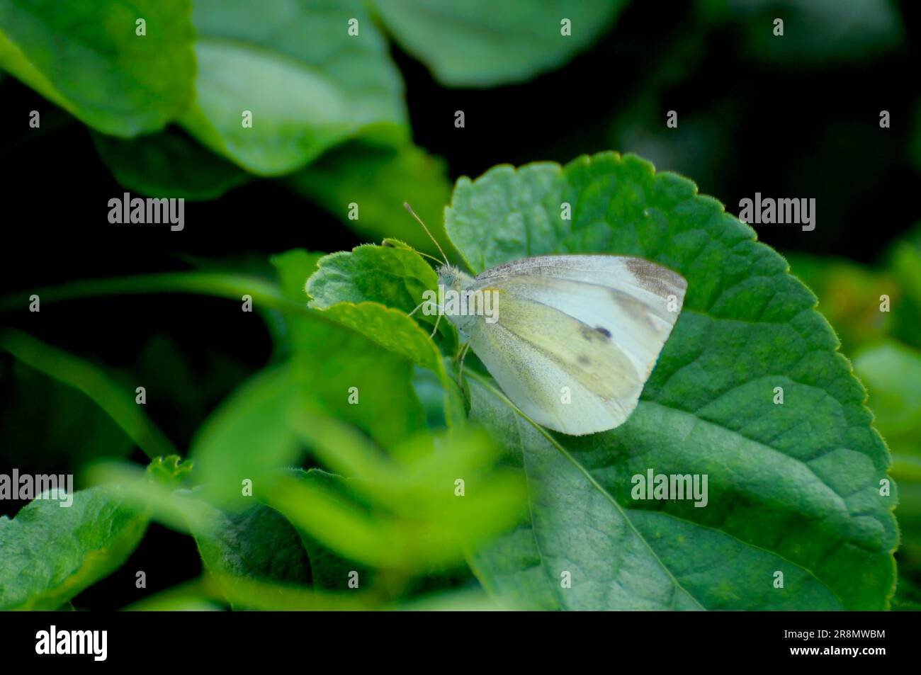 Small pierid butterfly hi-res stock photography and images - Alamy