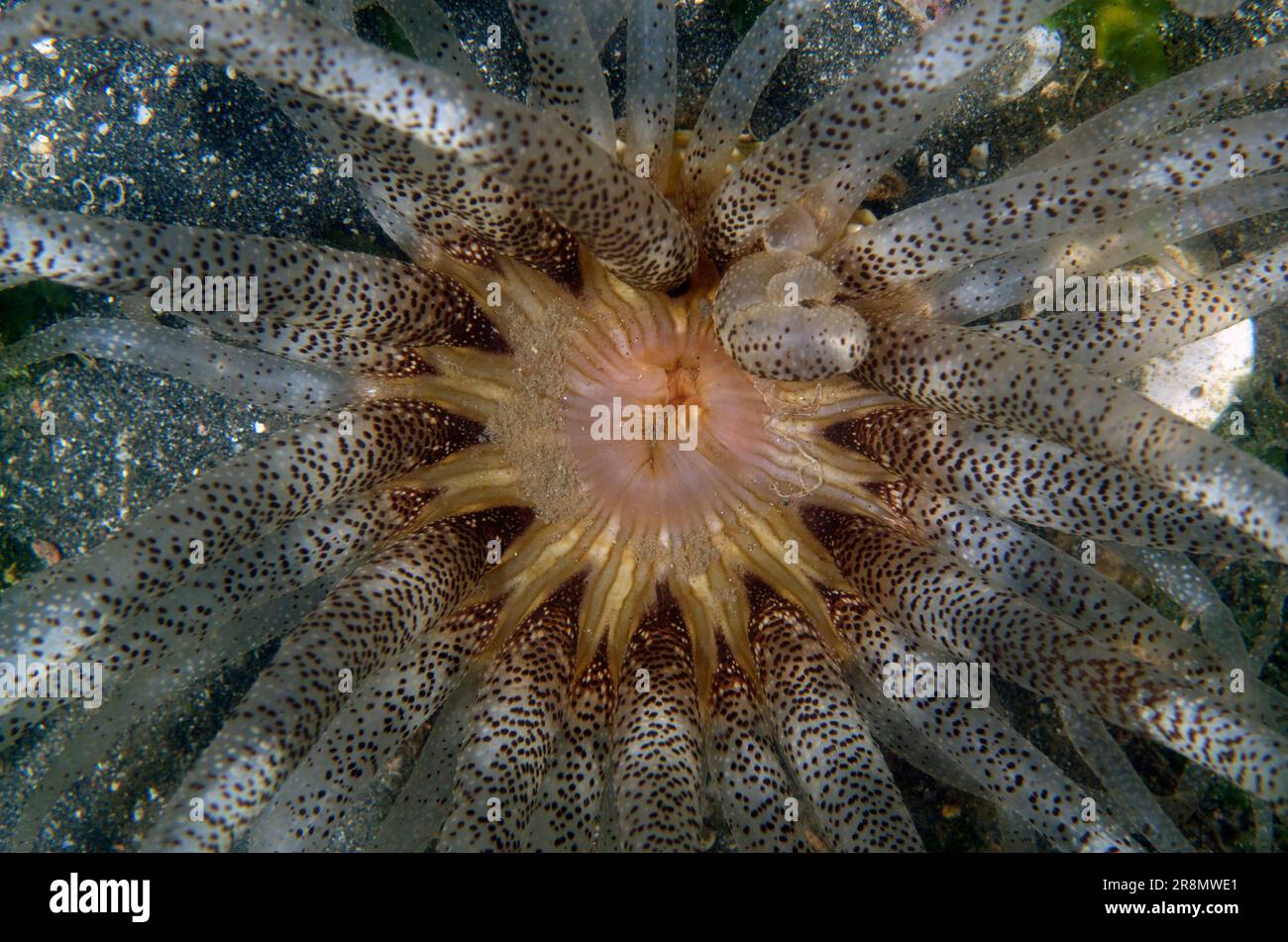 Striped Anemone, Dofleinia armata, Secret Bay dive site, Gilimanuk ...