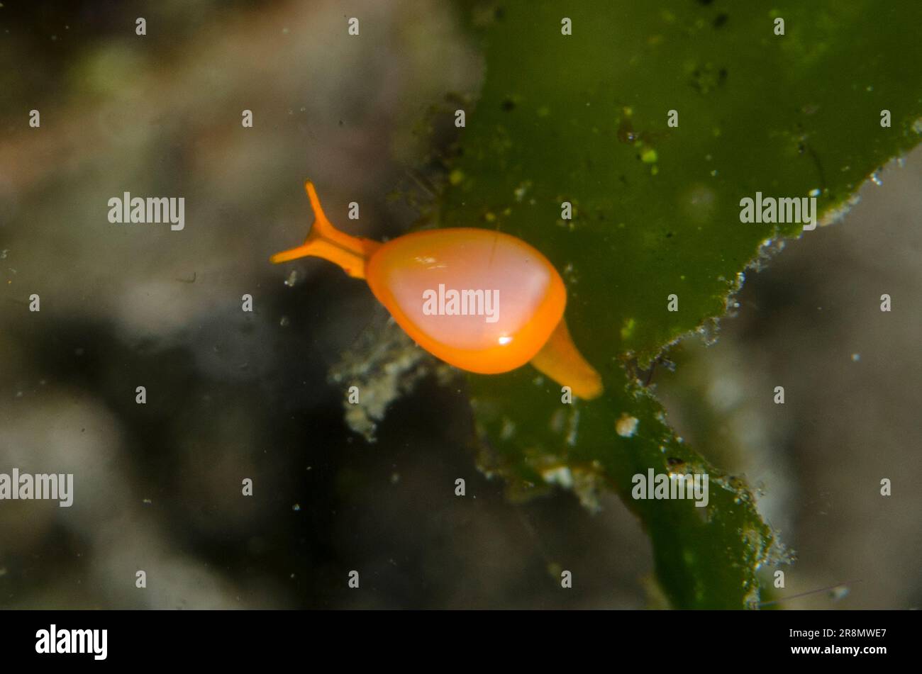 Snail, Cystiscus minutissimus, Secret Bay dive site, Gilimanuk, Bali ...
