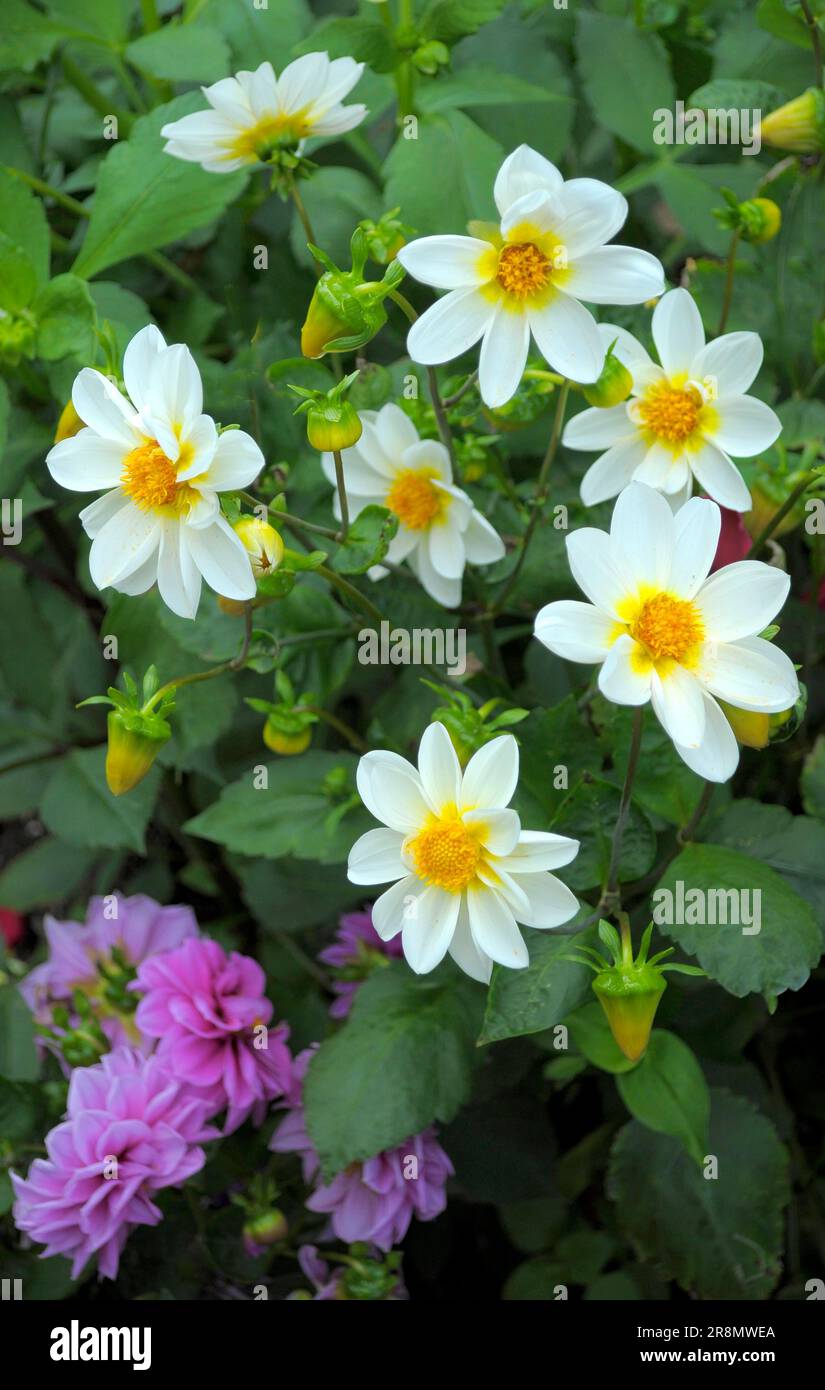 White single-flowered dahlias in the garden, Duplex dahlia Stock Photo ...