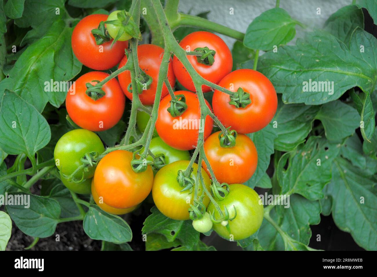Bush tomato plant hi-res stock photography and images - Alamy