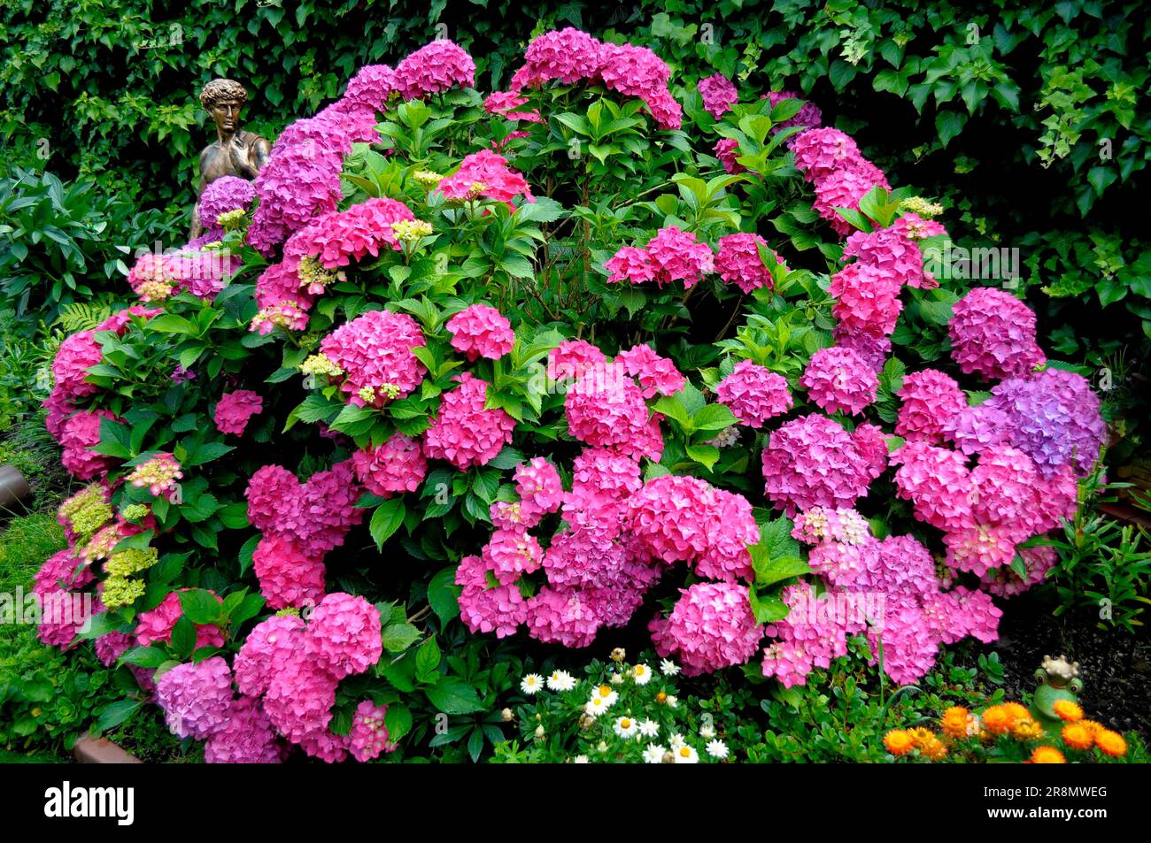 Hydrangea flowering in the garden, bigleaf hydrangea (Hydrangea ...