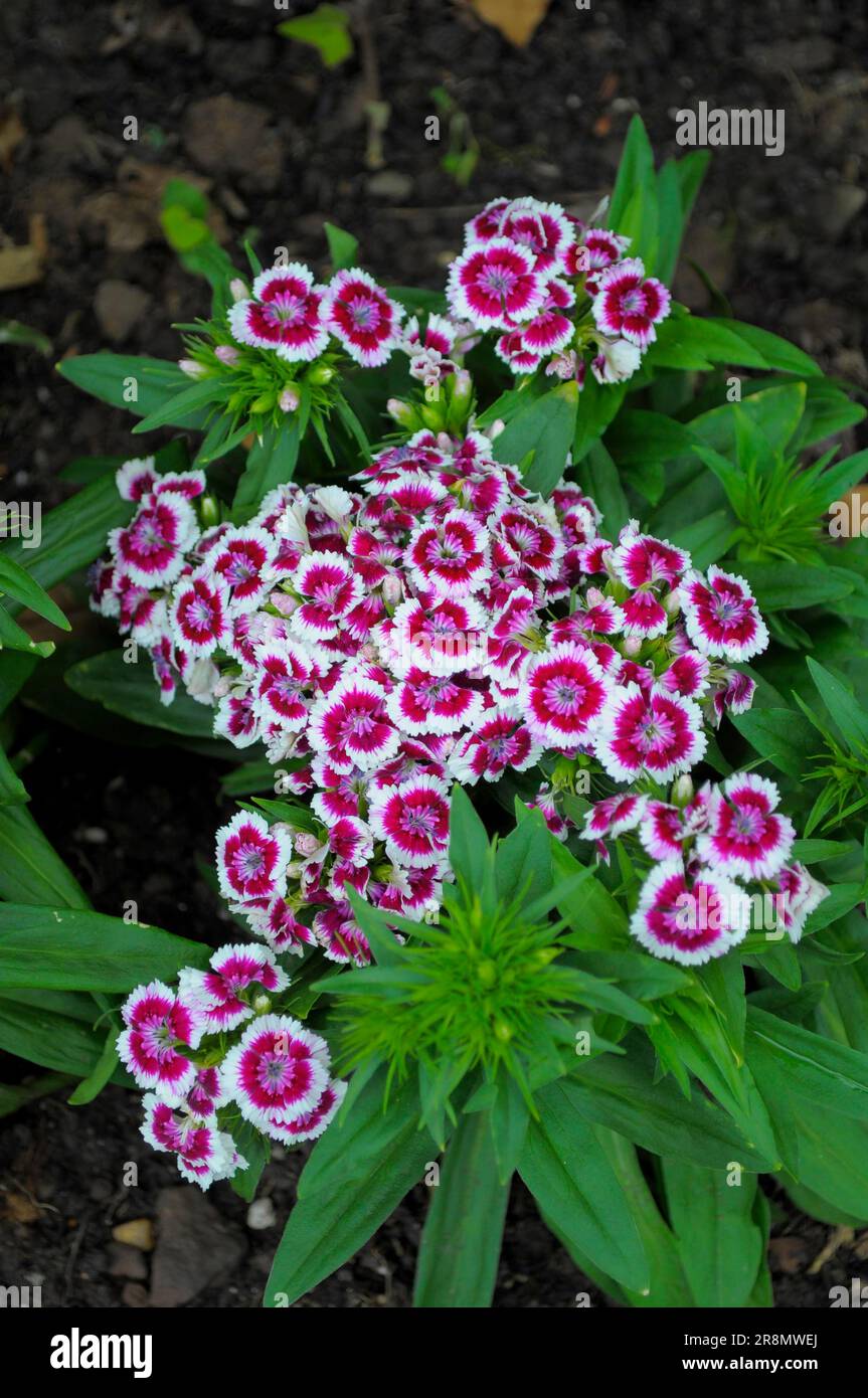 Sweet williams (Dianthus barbatus) in the garden, Bearded carnation ...