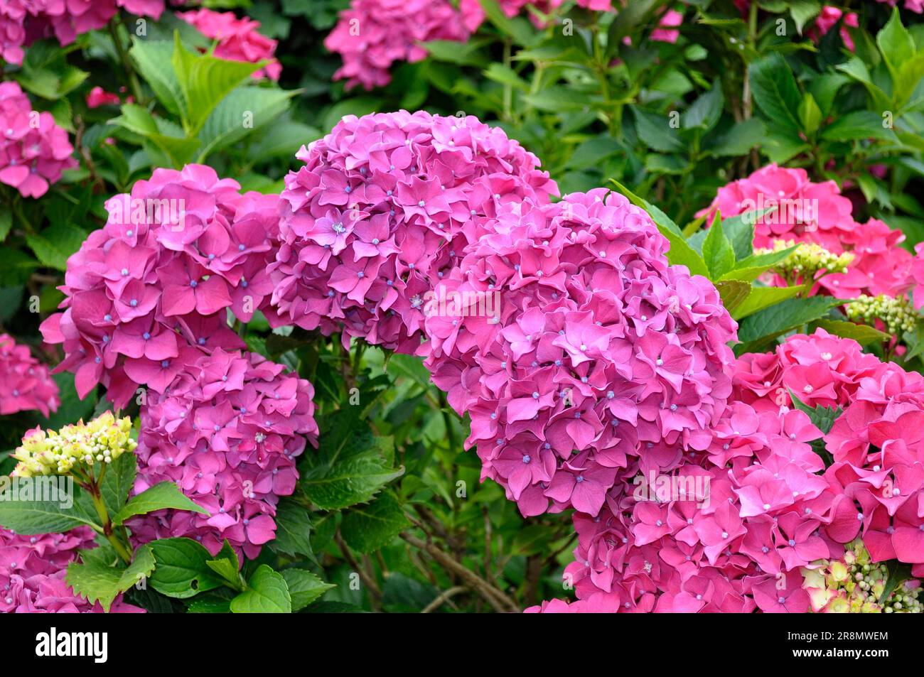 Hydrangea flowering in the garden, bigleaf hydrangea (Hydrangea ...