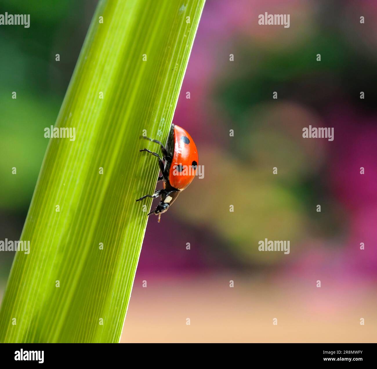Ladybird on lily leaf, ladybird, seven-spott ladybird (Coccinella ...