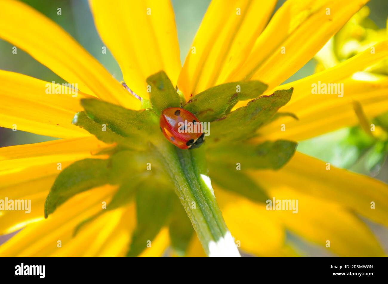 Back view of ladybird hi-res stock photography and images - Alamy