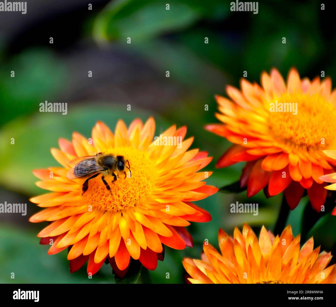 Bee and orange blossom hi-res stock photography and images - Alamy