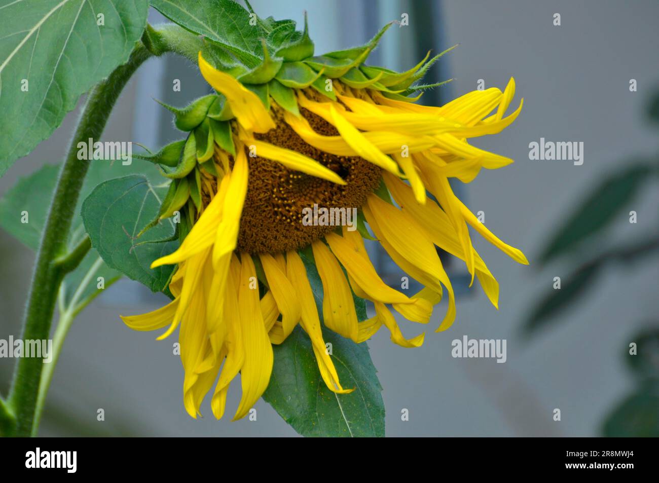 Withered sunflower in the garden Stock Photo - Alamy
