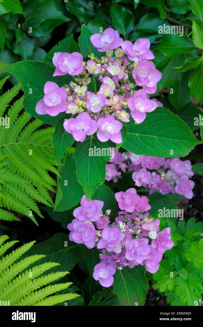 Hydrangea flowering in the garden, bigleaf hydrangea (Hydrangea ...