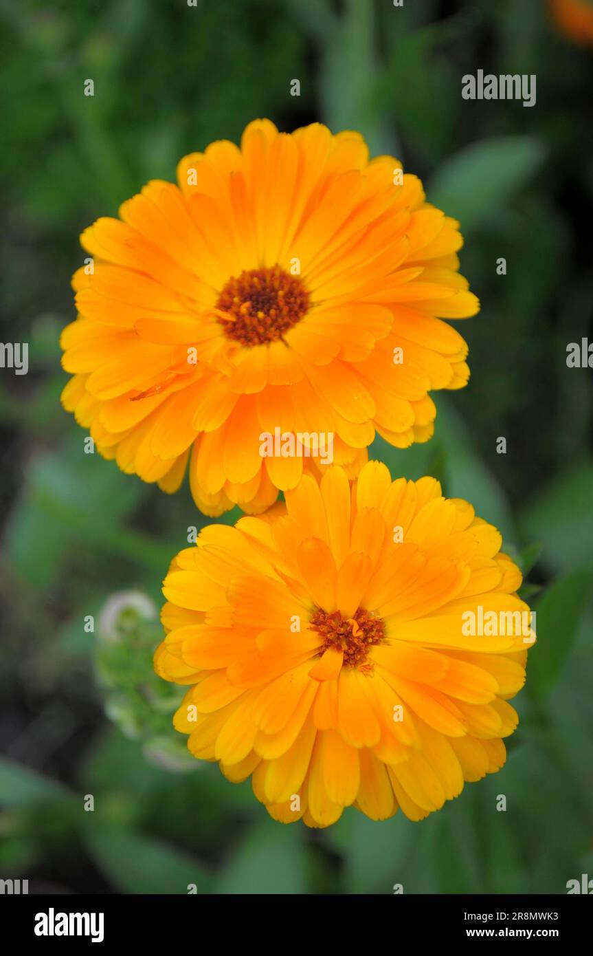 Calendula flowers, marigold (Calendula officinalis), garden marigold ...