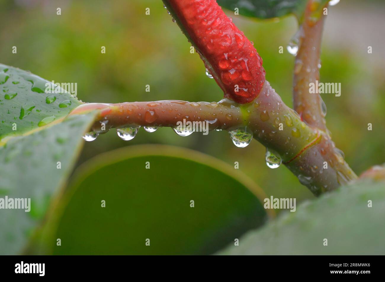 Rubber tree with raindrops, water drops Stock Photo - Alamy