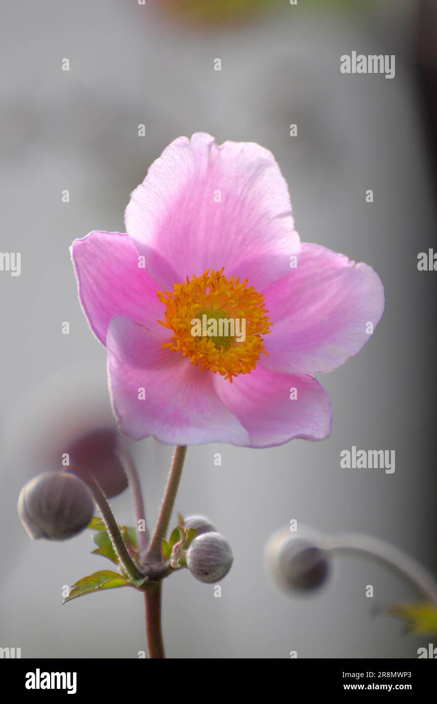 Japanese anemone flowering in the garden Stock Photo - Alamy