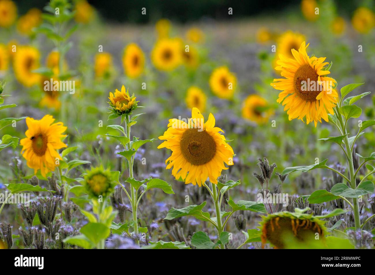 Sunflower Helianthus Annuus Field Sunflower Stock Photo Alamy