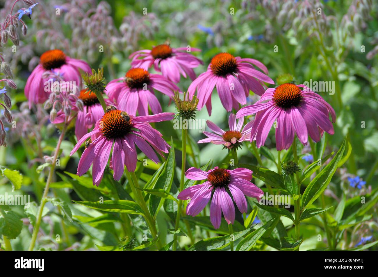 Medicinal plant :, red (Rudbeckia purpurea) coneflower (Echinacea ...