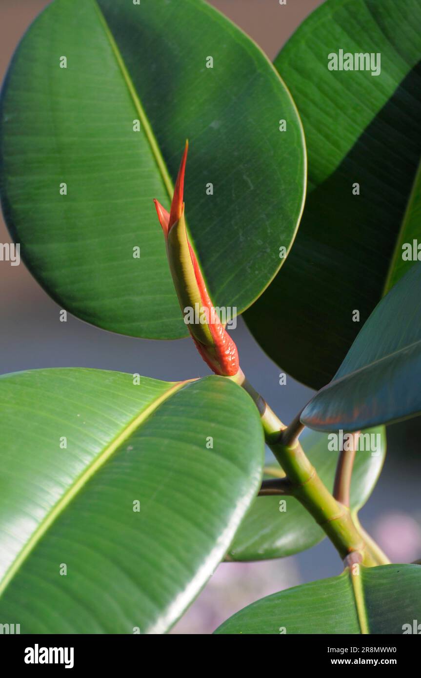 Rubber plant leaf hi-res stock photography and images - Alamy