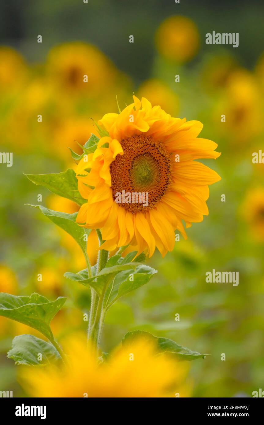Sunflower (Helianthus annuus) in the field, sunflower Stock Photo - Alamy