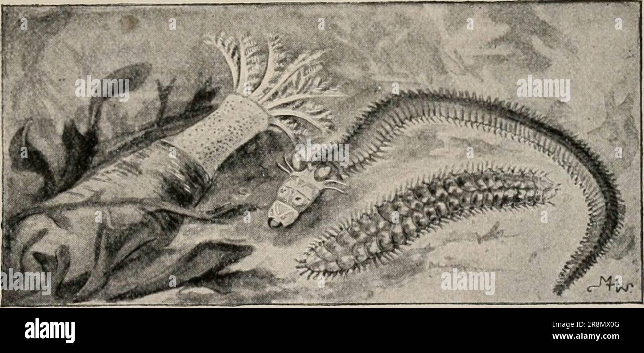 Marine worms hi-res stock photography and images - Alamy