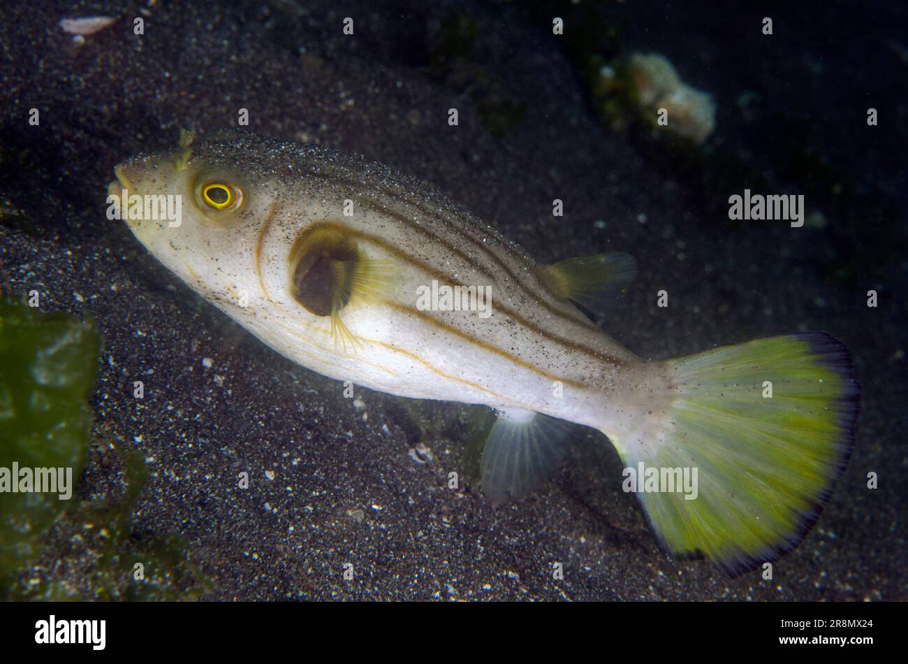 Striped Puffer, Arothron manilensis, Secret Bay dive site, Gilimanuk ...