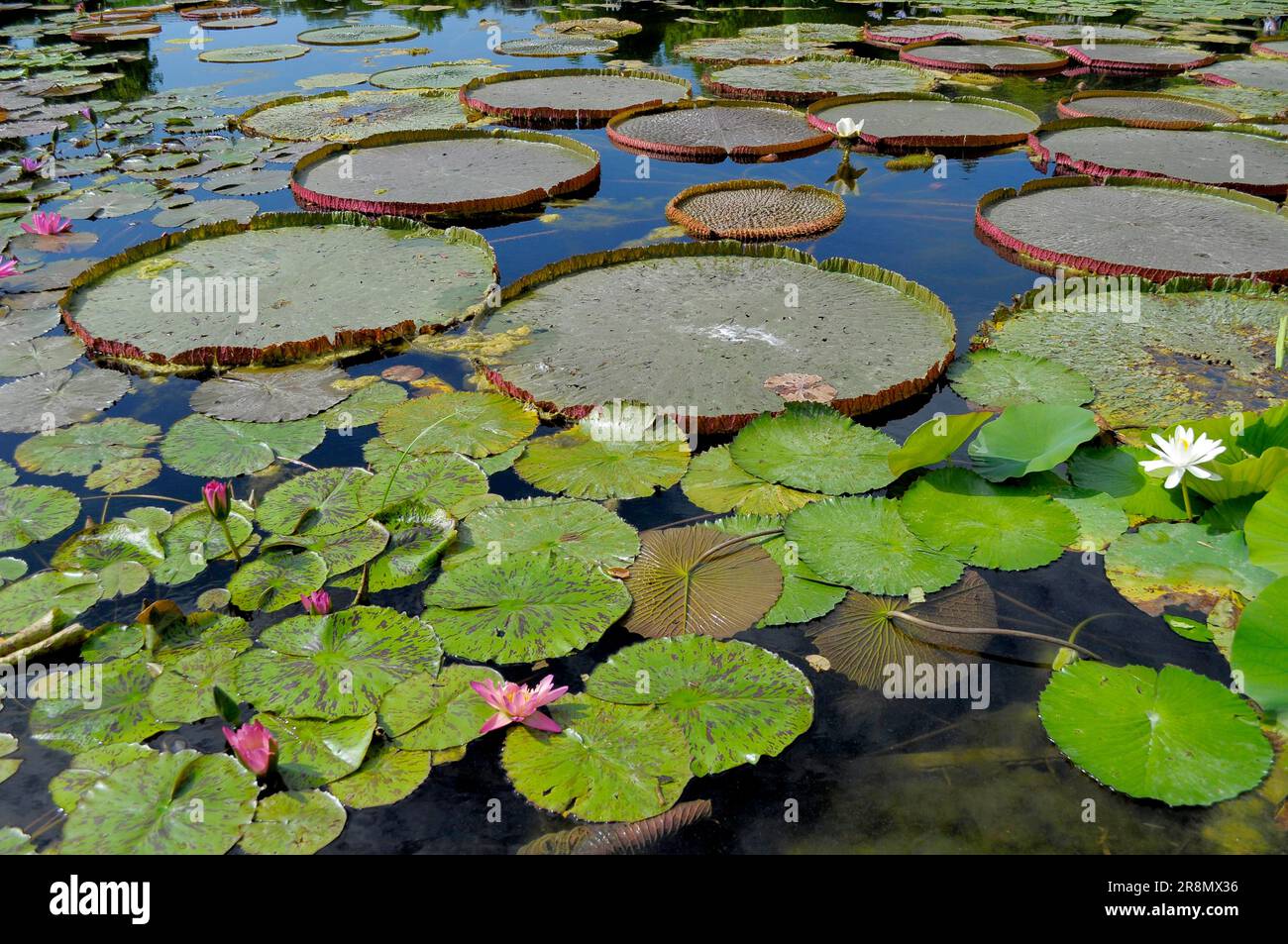 Victoria regia lily hi-res stock photography and images - Alamy