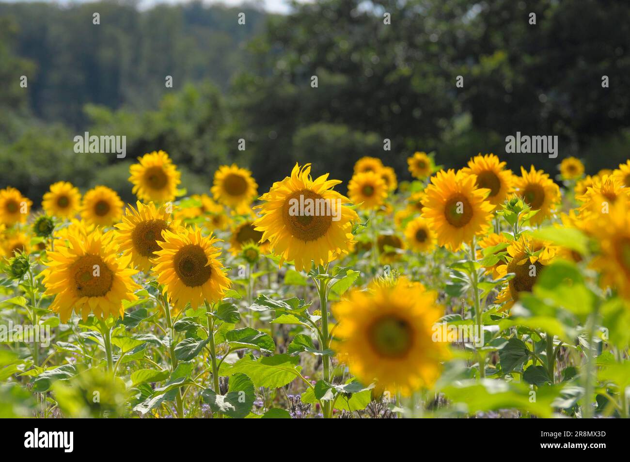 Sunflower Helianthus Annuus Field Sunflower Stock Photo Alamy