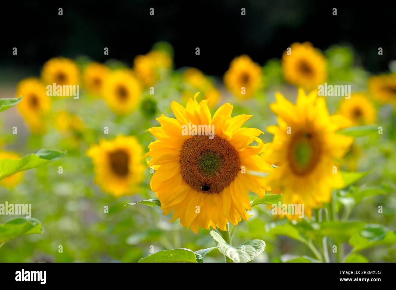 Sunflower Helianthus Annuus Field Sunflower Stock Photo Alamy