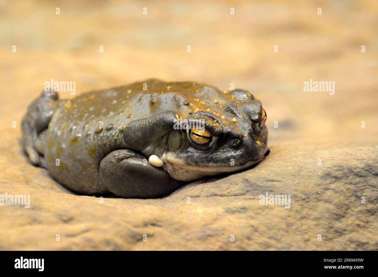 Stuttgart, zoological botanical garden Wilhelma, toad Colorado, toad ...