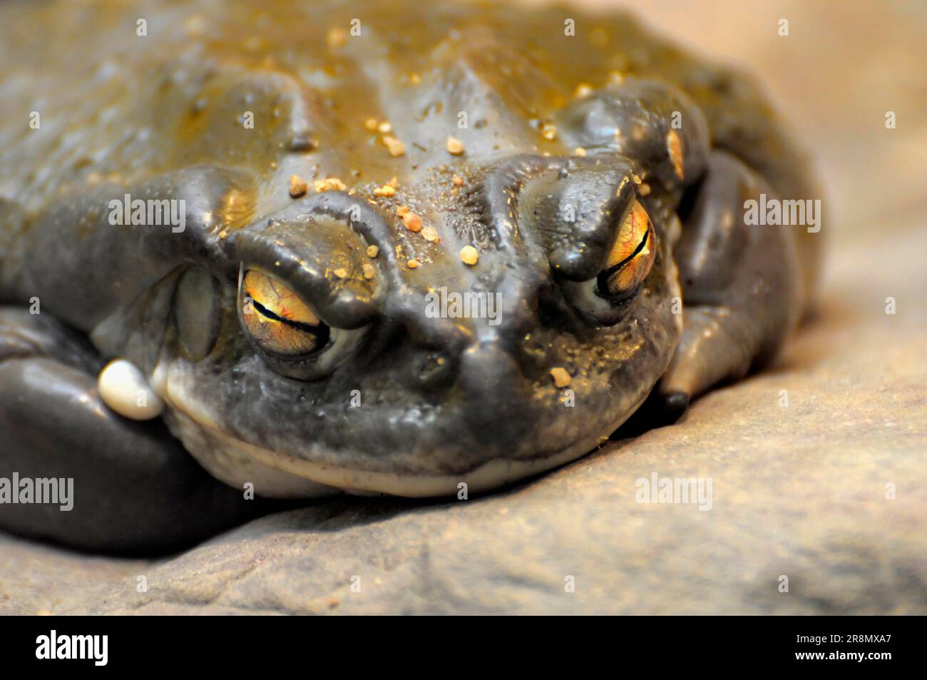 Stuttgart, zoological botanical garden Wilhelma, toad Colorado, toad ...