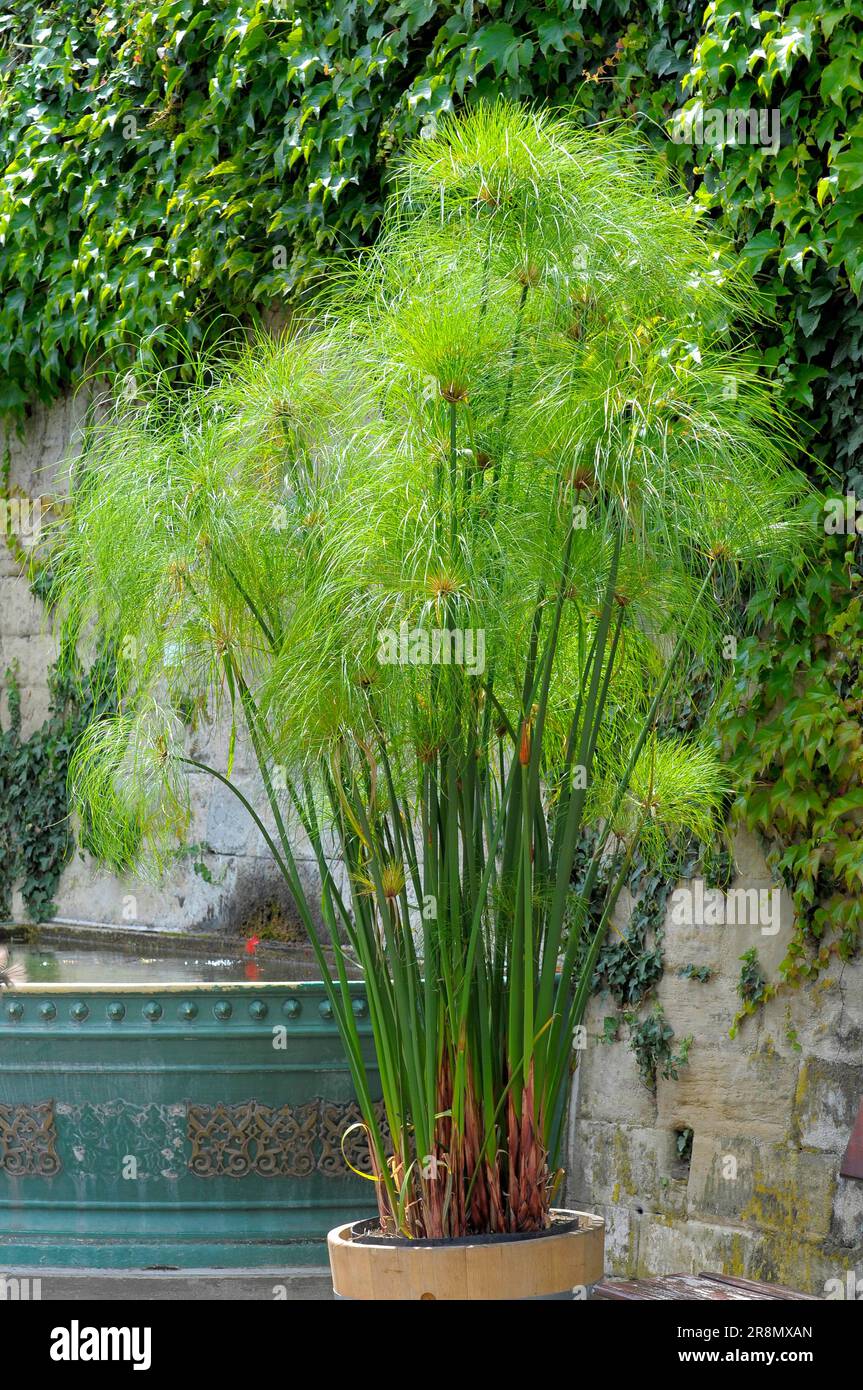 Stuttgart, zoological botanical garden Wilhelma, Cyprus grass in a tub ...