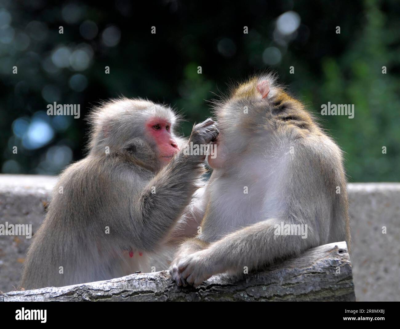 Stuttgart, zoological botanical garden Wilhelma, japanese macaque ...