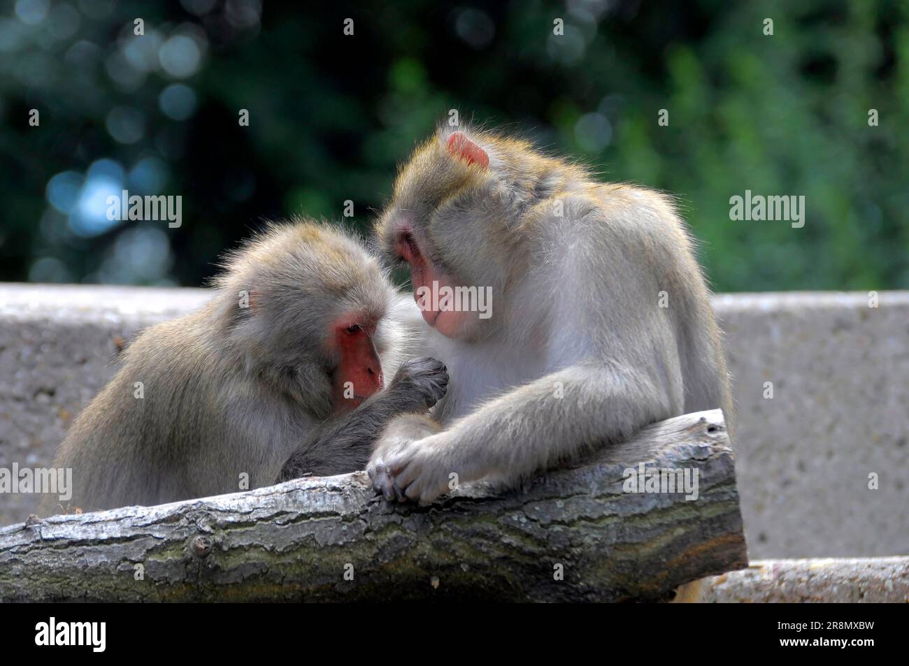 Stuttgart, zoological botanical garden Wilhelma, japanese macaque ...