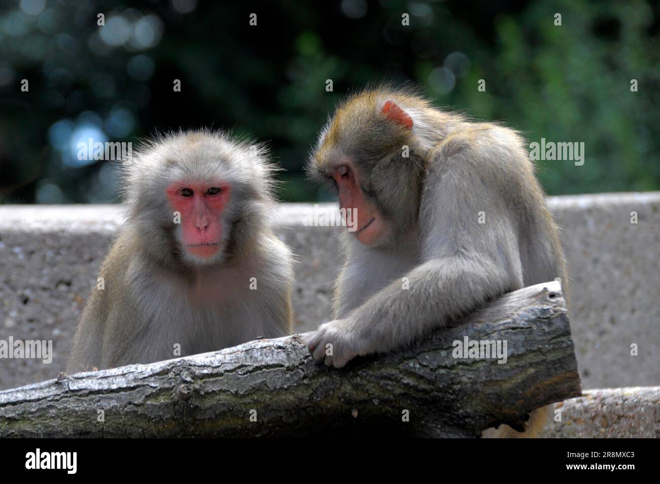 Stuttgart, zoological botanical garden Wilhelma, japanese macaque ...