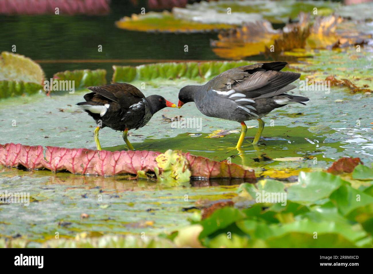 Stuttgart, zoological botanical garden Wilhelma, water lily pond, pond ...