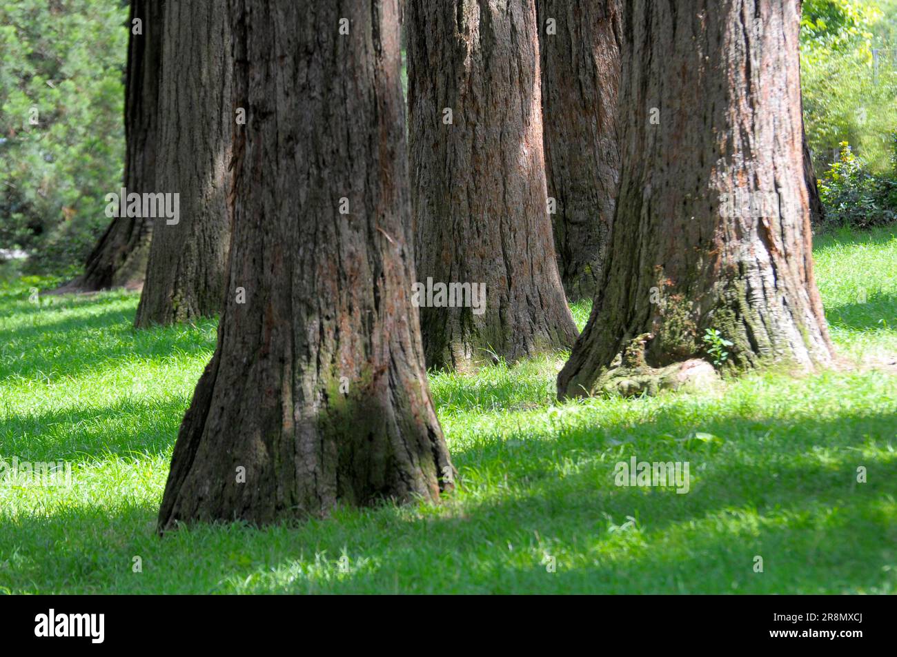 Stuttgart, zoological botanical garden Wilhelma, sequoias, giant ...