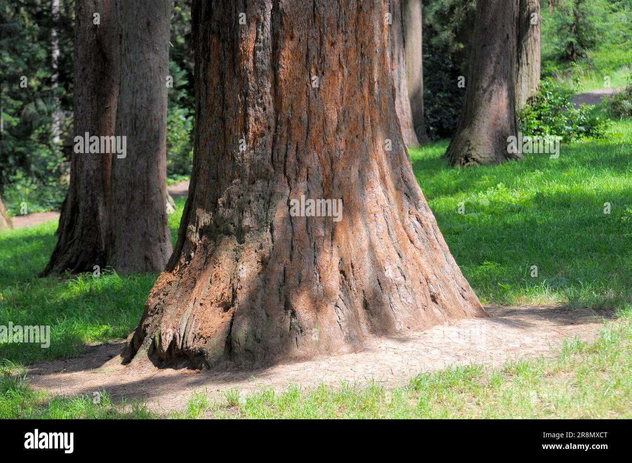 Stuttgart, zoological botanical garden Wilhelma, sequoias, giant ...