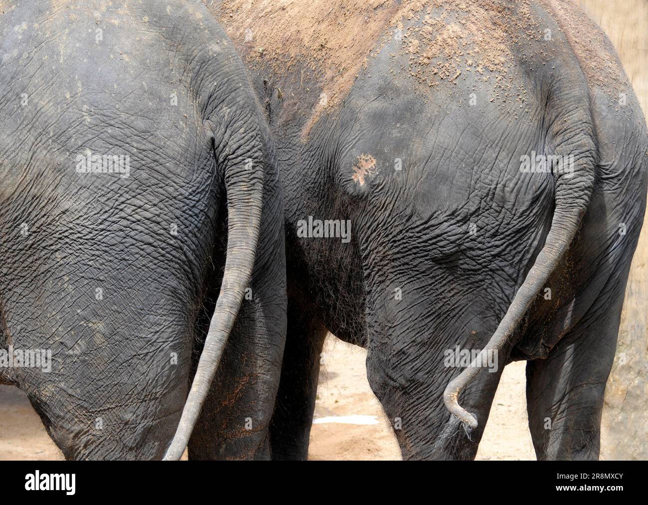 Stuttgart, zoological botanical garden Wilhelma, elephants ...