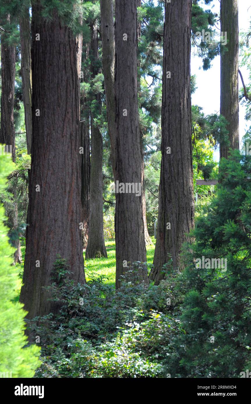 Stuttgart, zoological botanical garden Wilhelma, sequoias, giant ...