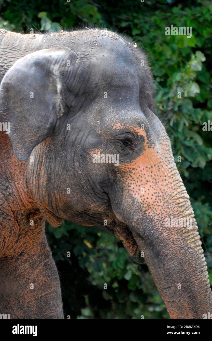 Indian elephant face hi-res stock photography and images - Alamy