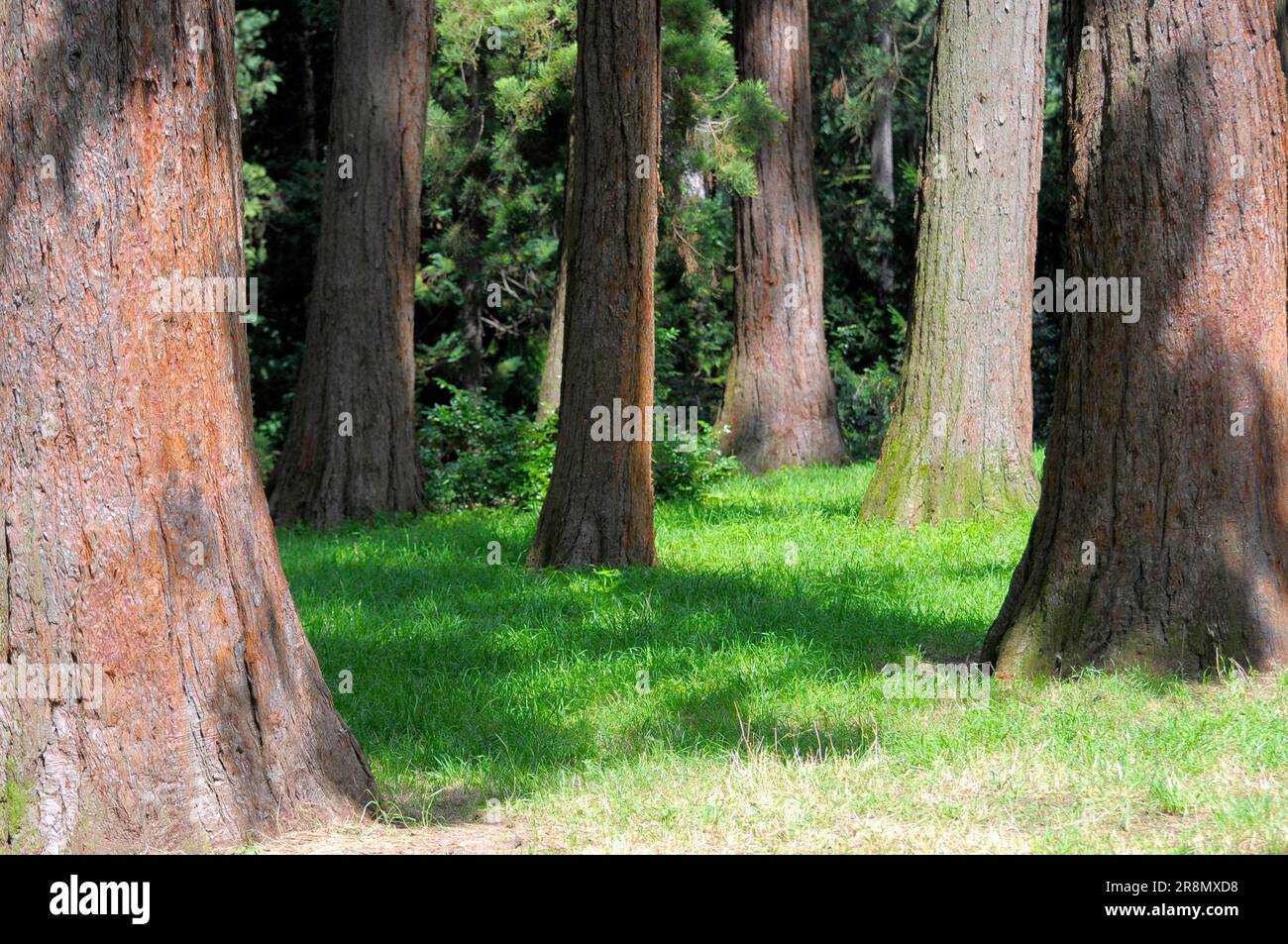 Stuttgart, zoological botanical garden Wilhelma, sequoias, giant ...